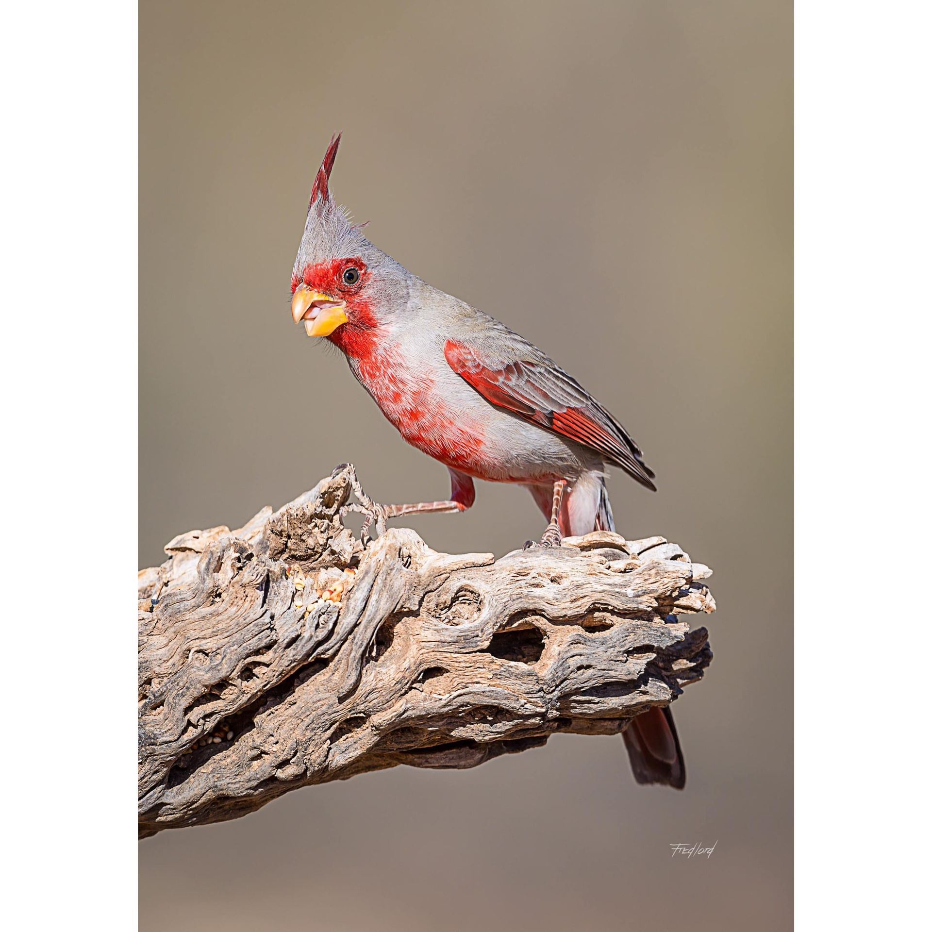 Desert Cardinal 24x16 125-1840388 | Fred Lord | AFW.com