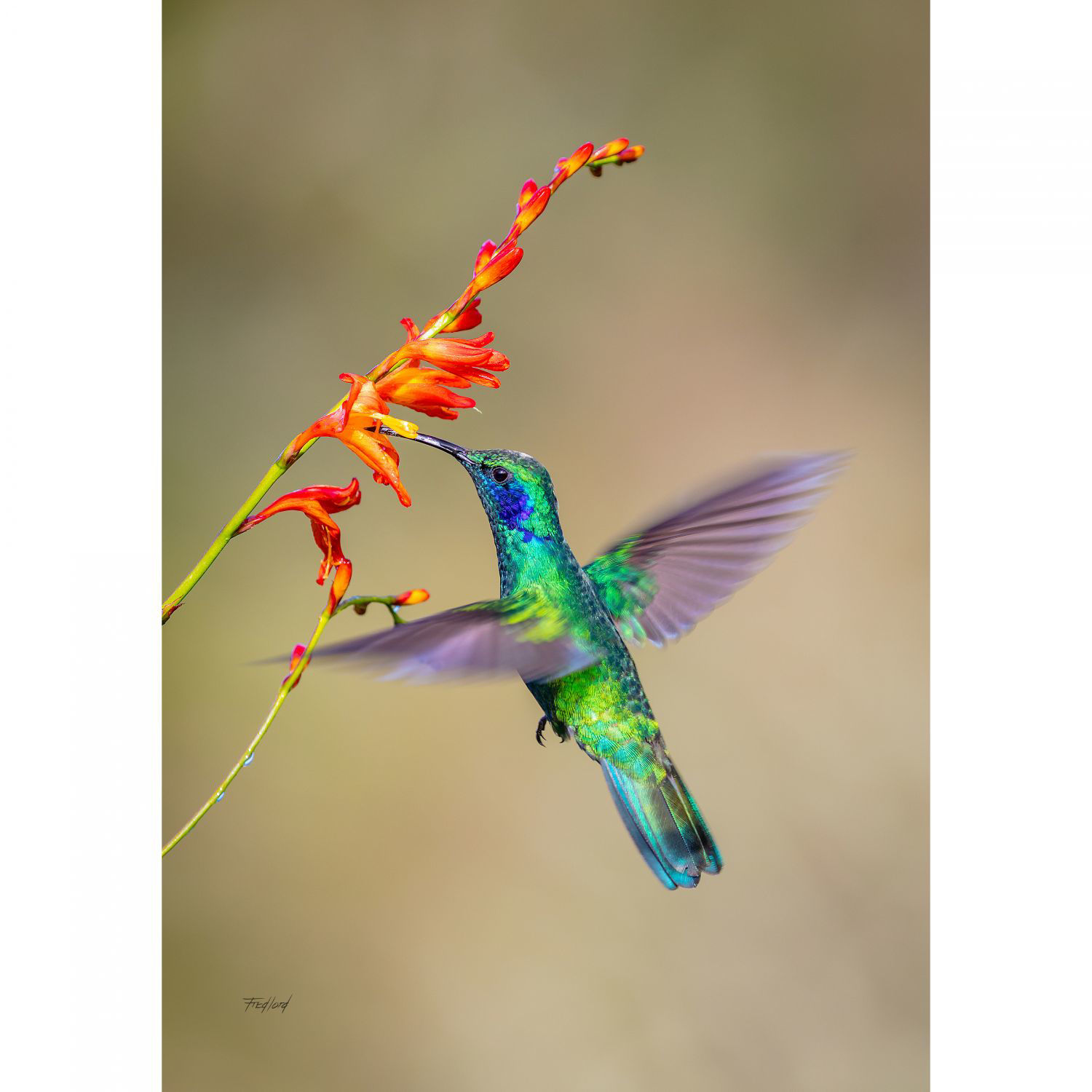 Fluttering Hummingbird 24X16 *D | 125-1840603 | Canvas Art | AFW.com